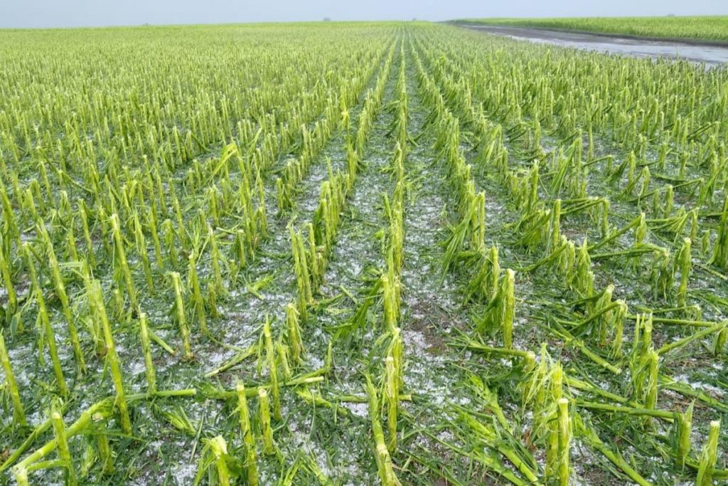 Daños Por Granizo En Cultivos Agrícolas Pulveriza Dron